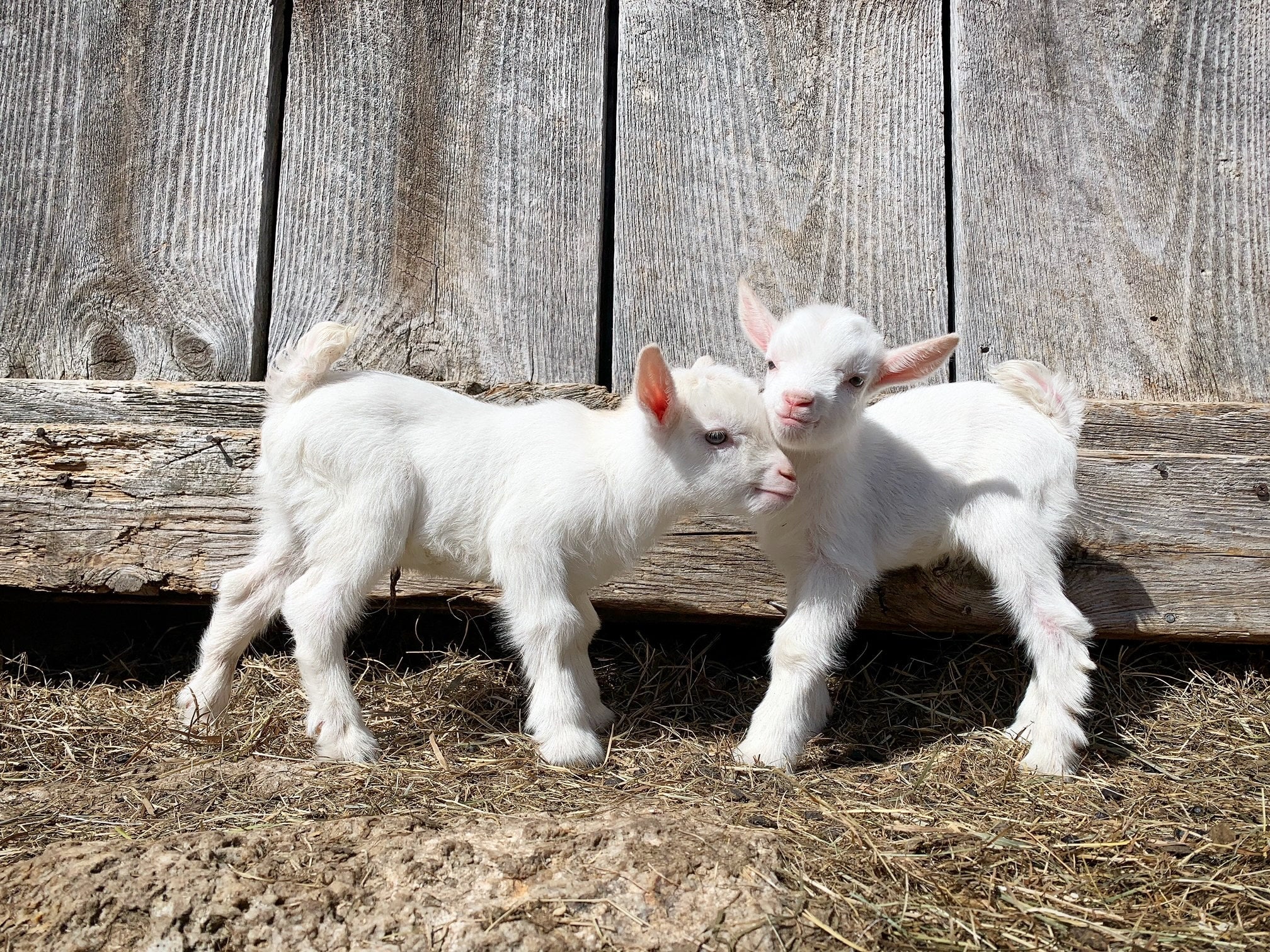 4/14/24 | Goat Kid Snuggles | Rock Bottom Farm