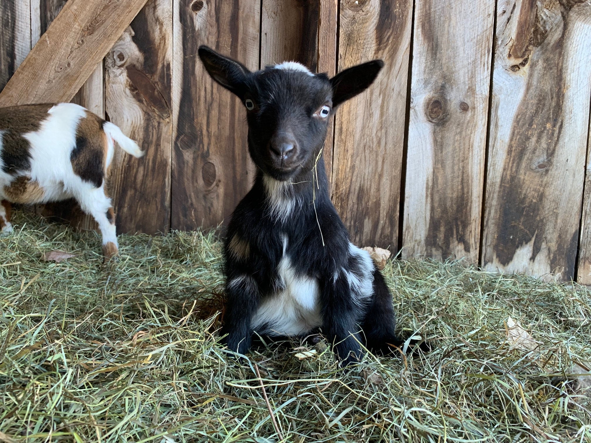 4/22/23 | Goat Kid Snuggles | Rock Bottom Farm